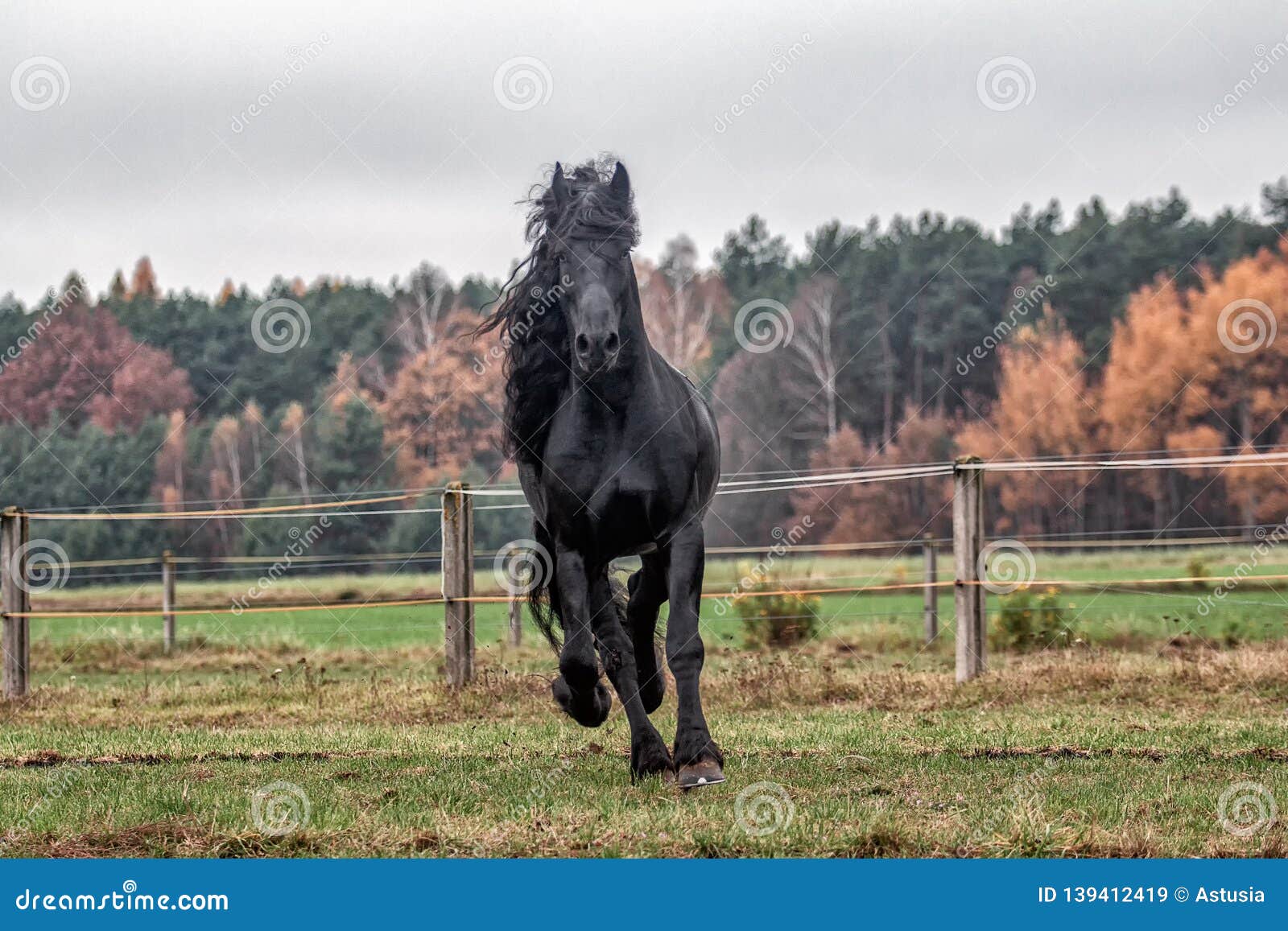 Galloping Friesian Stallion Stock Image - Image of friesian, galloping ...