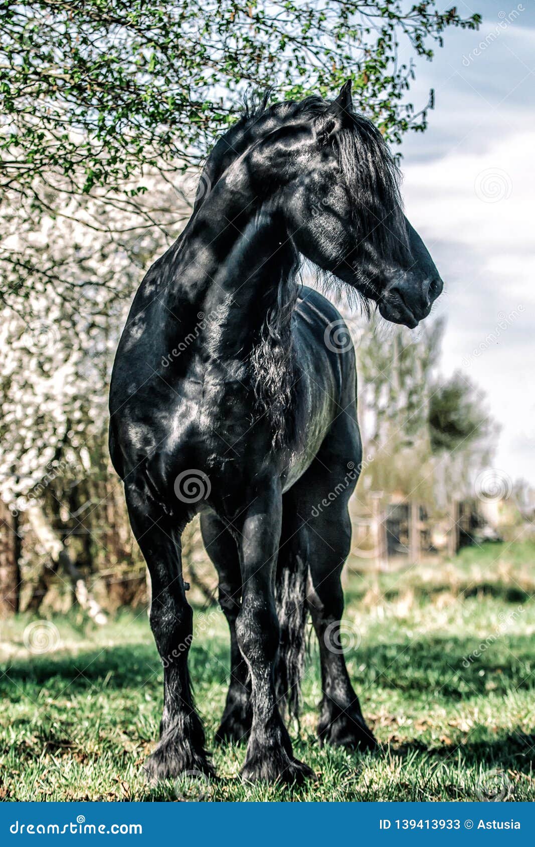 Galloping Friesian Stallion Stock Image - Image of magnificent, black ...