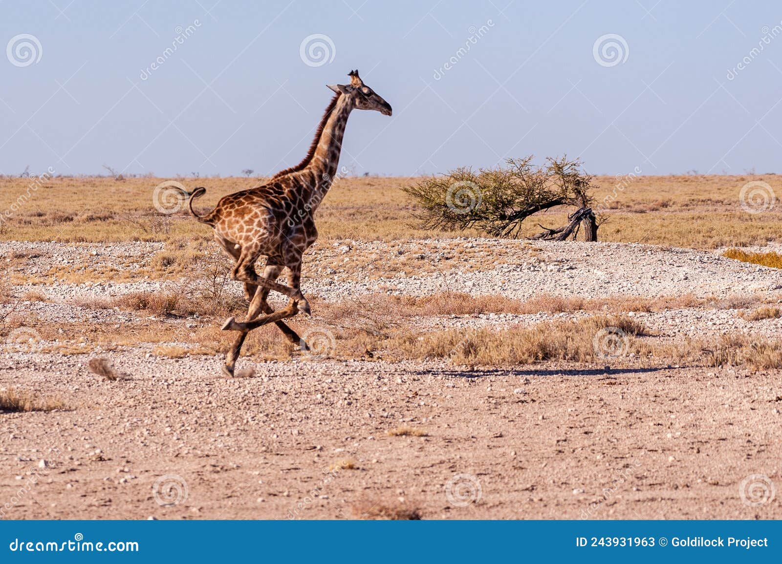 Galloping Giraffe in Namibia Stock Image - Image of icon, mammal: 243931963