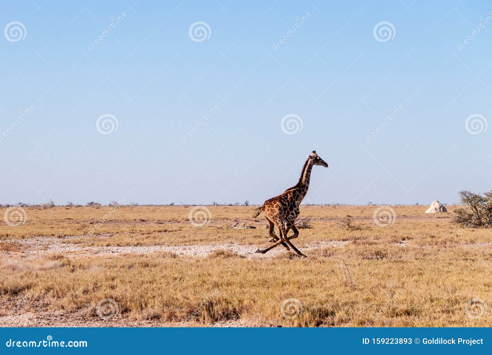 Galloping Giraffe in Namibia Stock Image - Image of isolated, drawing ...