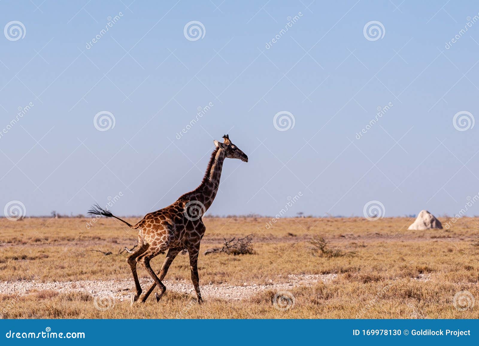 Galloping Giraffe in Namibia Stock Photo - Image of mammal, quality ...