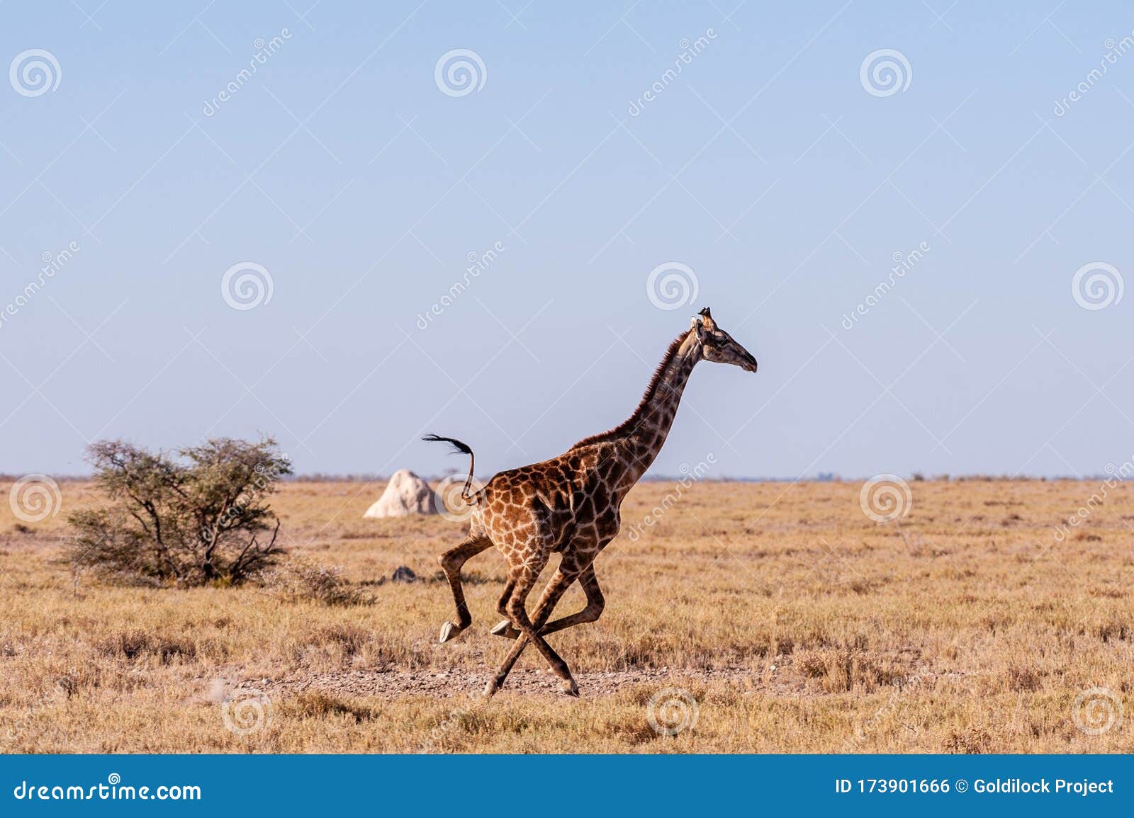 Galloping Giraffe in Namibia Stock Photo - Image of charging, beautiful ...