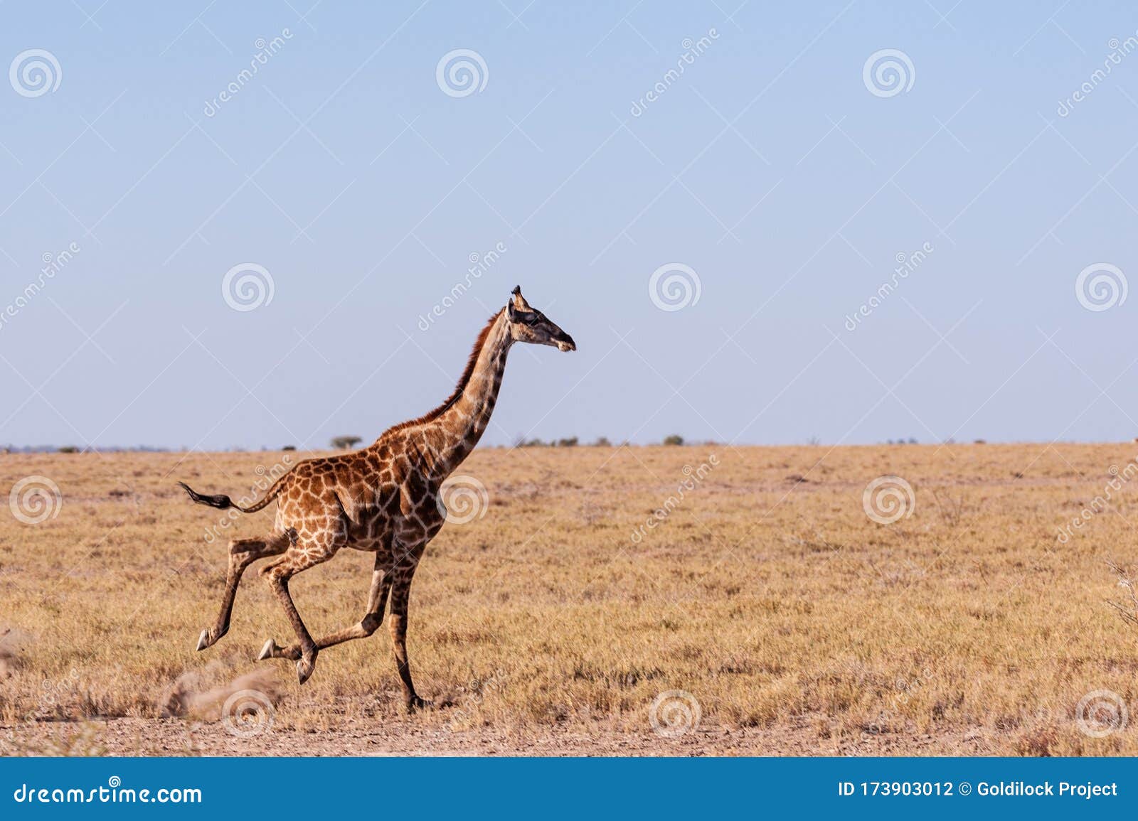 Galloping Giraffe in Namibia Stock Photo - Image of beautiful ...