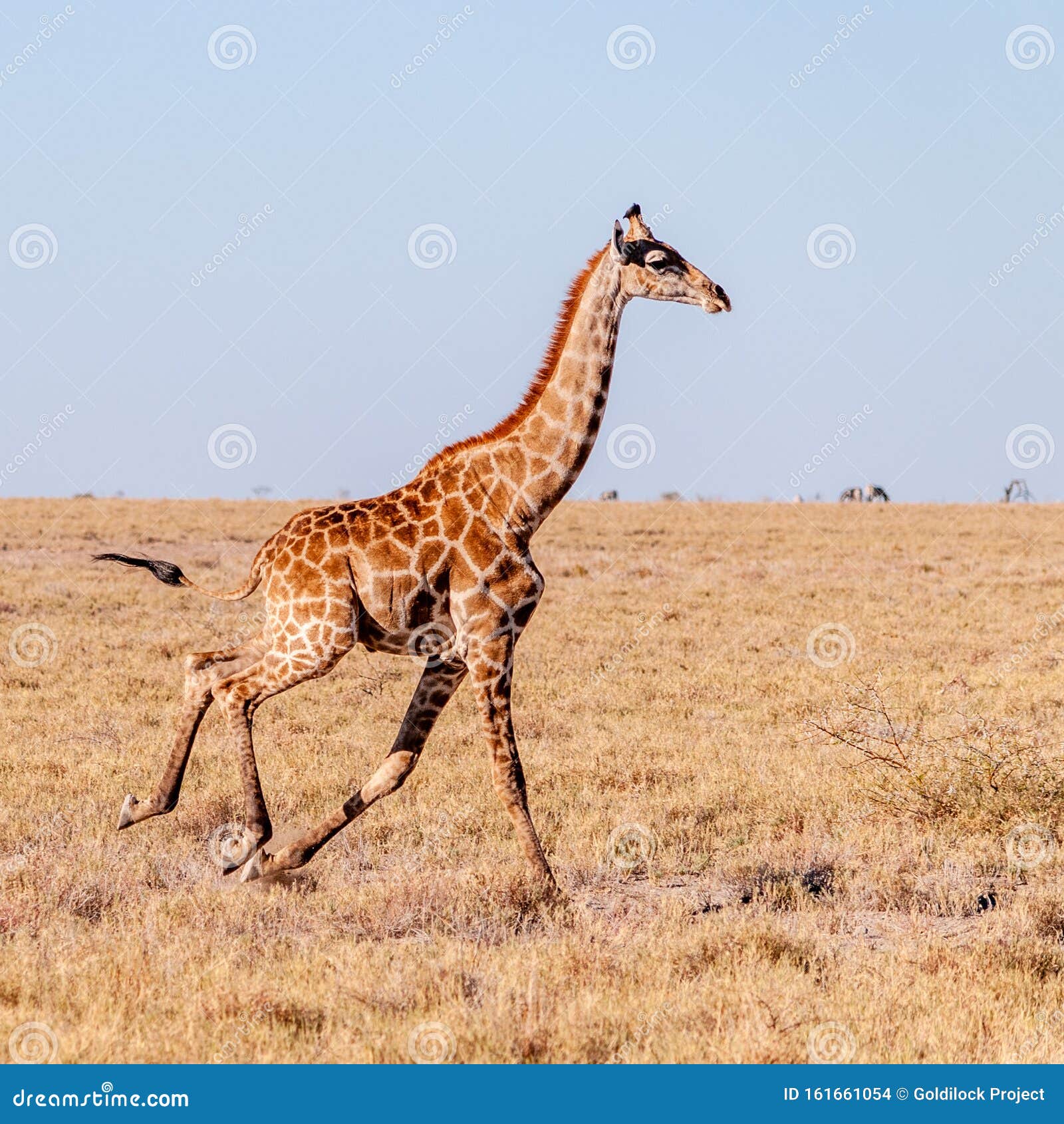 Galloping Giraffe in Namibia Stock Photo - Image of group, africa ...