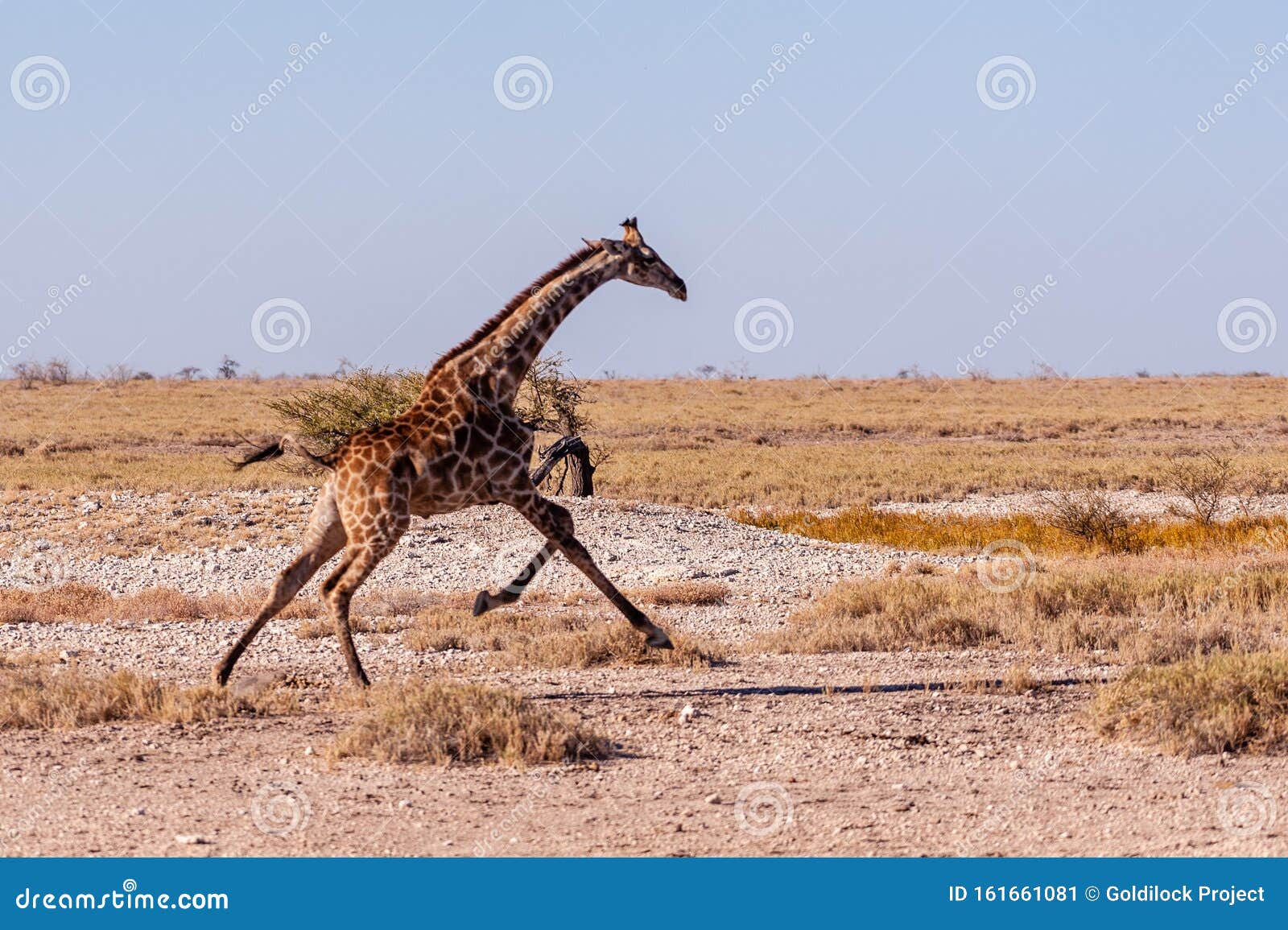 Galloping Giraffe in Namibia Stock Image - Image of ecology, galloping ...