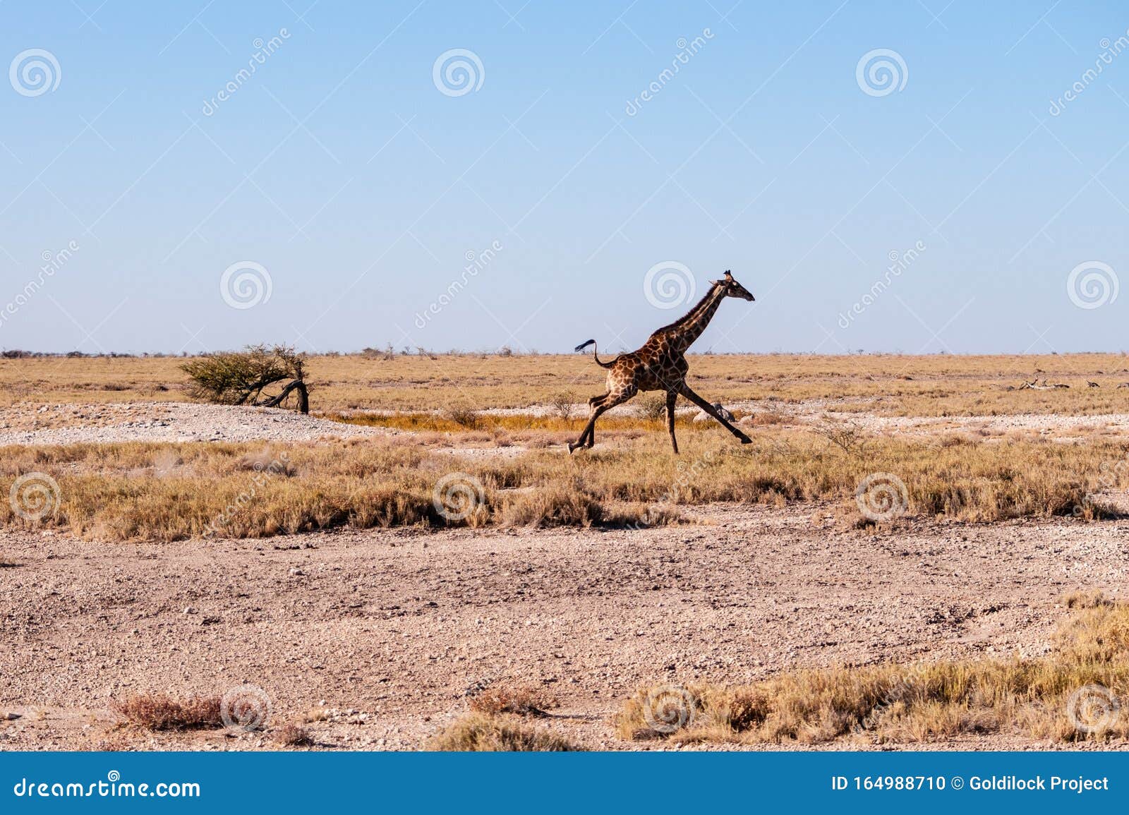 Galloping Giraffe in Namibia Stock Photo - Image of brown, african ...