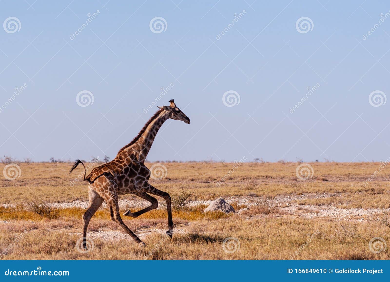 Galloping Giraffe in Namibia Stock Photo - Image of nature, group ...