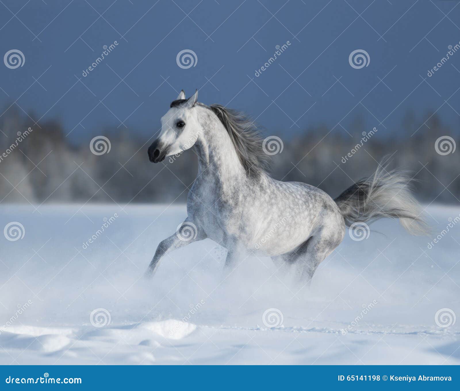 Galloping Grey Arabian Horse on Snow Field Stock Photo - Image of ...