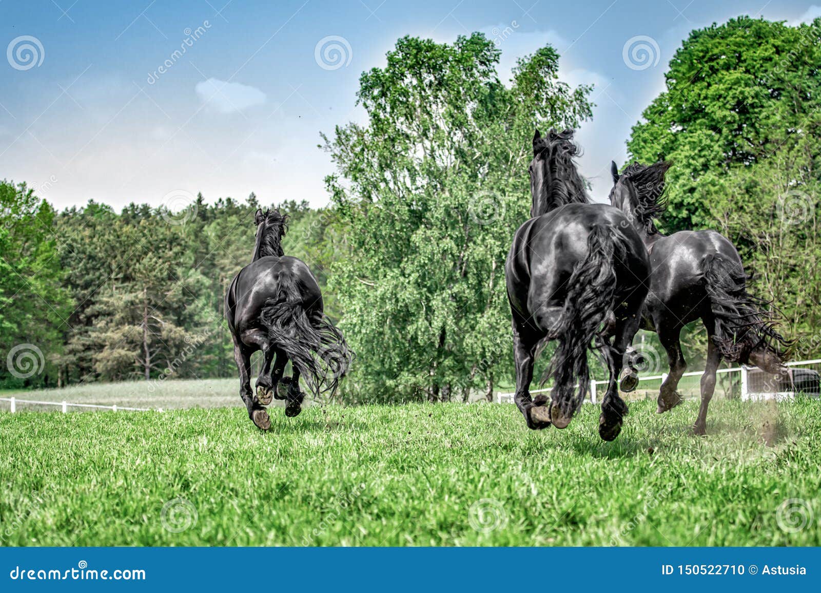Galloping Herd of Friesian Mares Stock Photo - Image of autumn ...