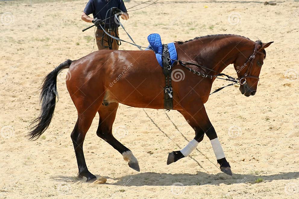 Galloping Horse stock image. Image of impressive, ride - 2344775