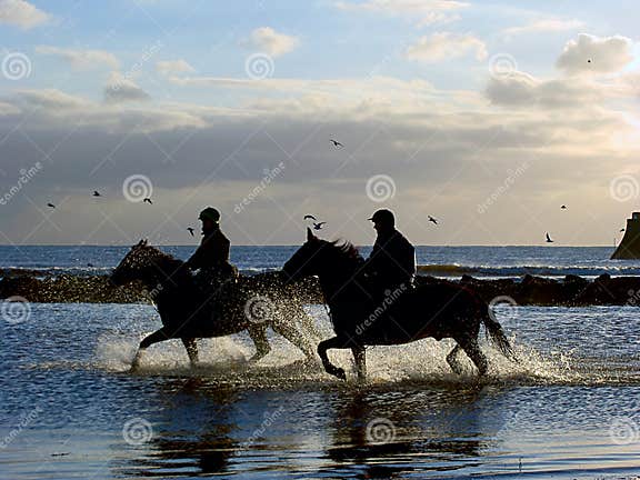 Galloping Horses stock image. Image of activities, people - 51859