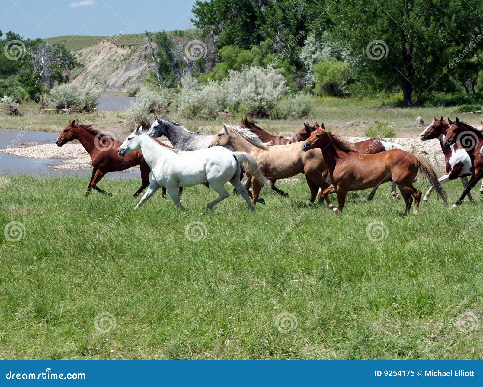 Galloping Horses stock image. Image of tail, plains, grey - 9254175