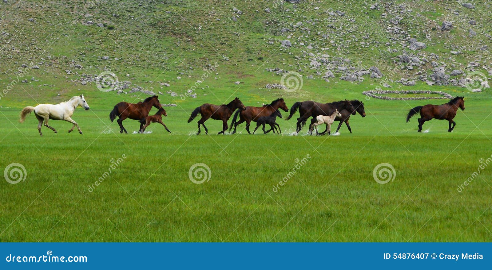 Galloping horses stock image. Image of fast, horsepower - 54876407