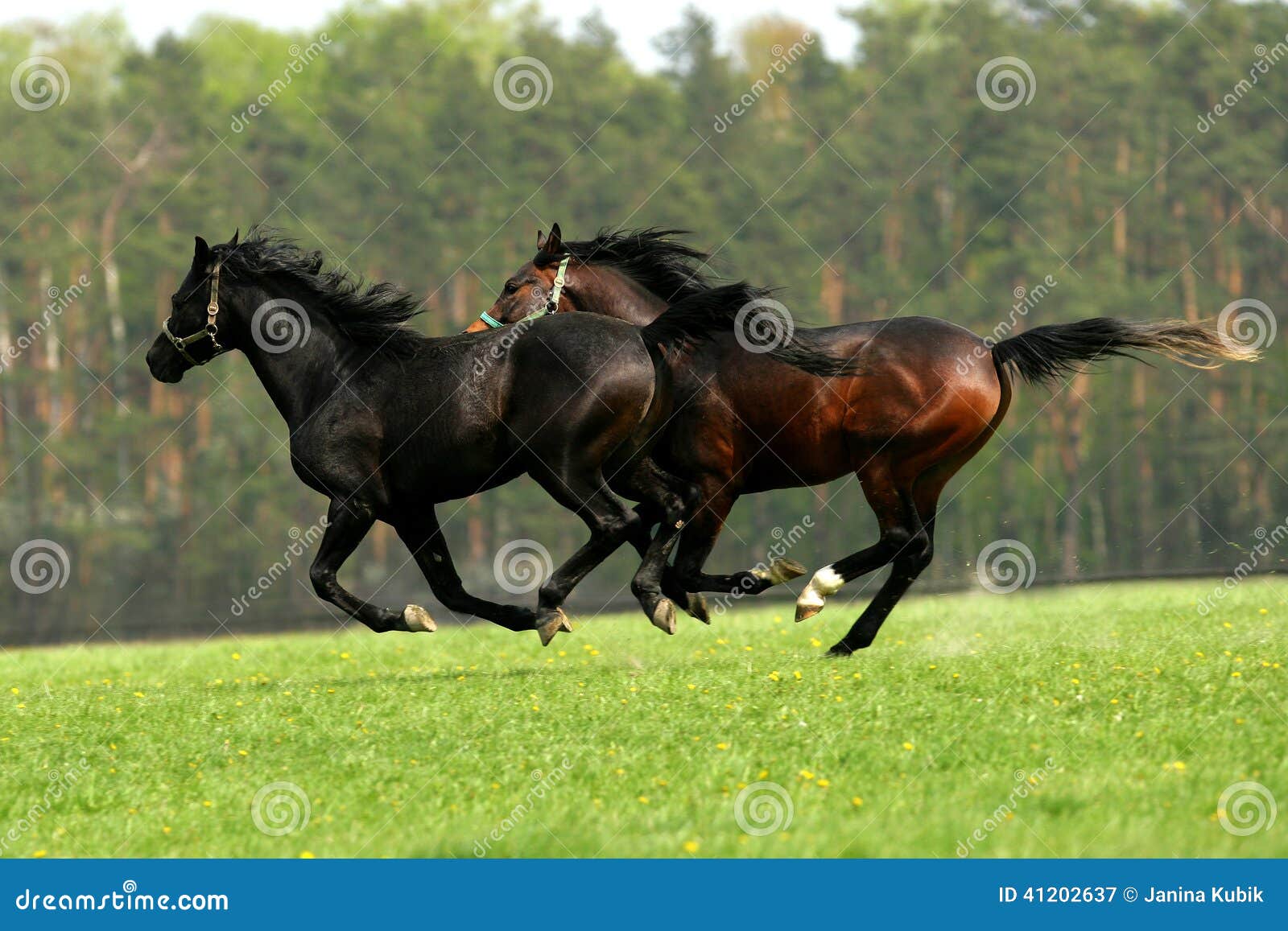 Galloping Horses at Pasture Stock Image - Image of horse, gallop: 41202637