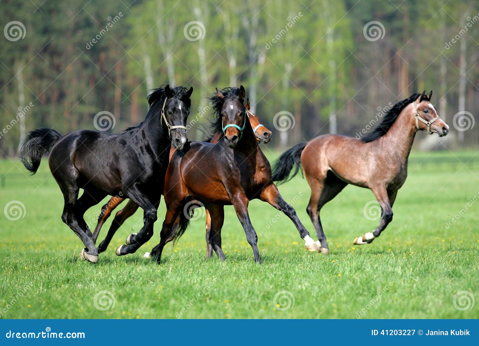 Galloping Horses