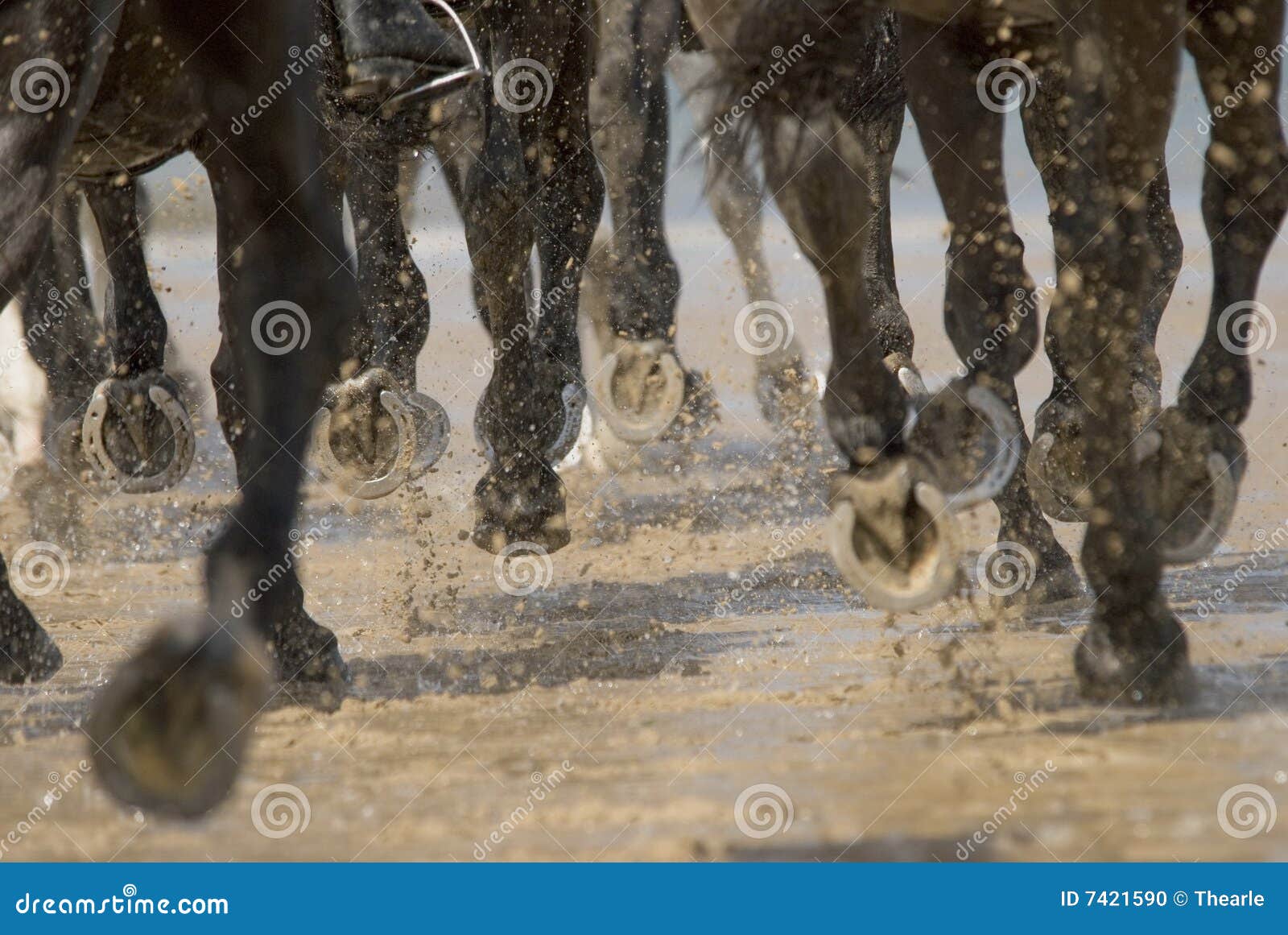 Galloping horses on sand stock photo. Image of hooves - 7421590