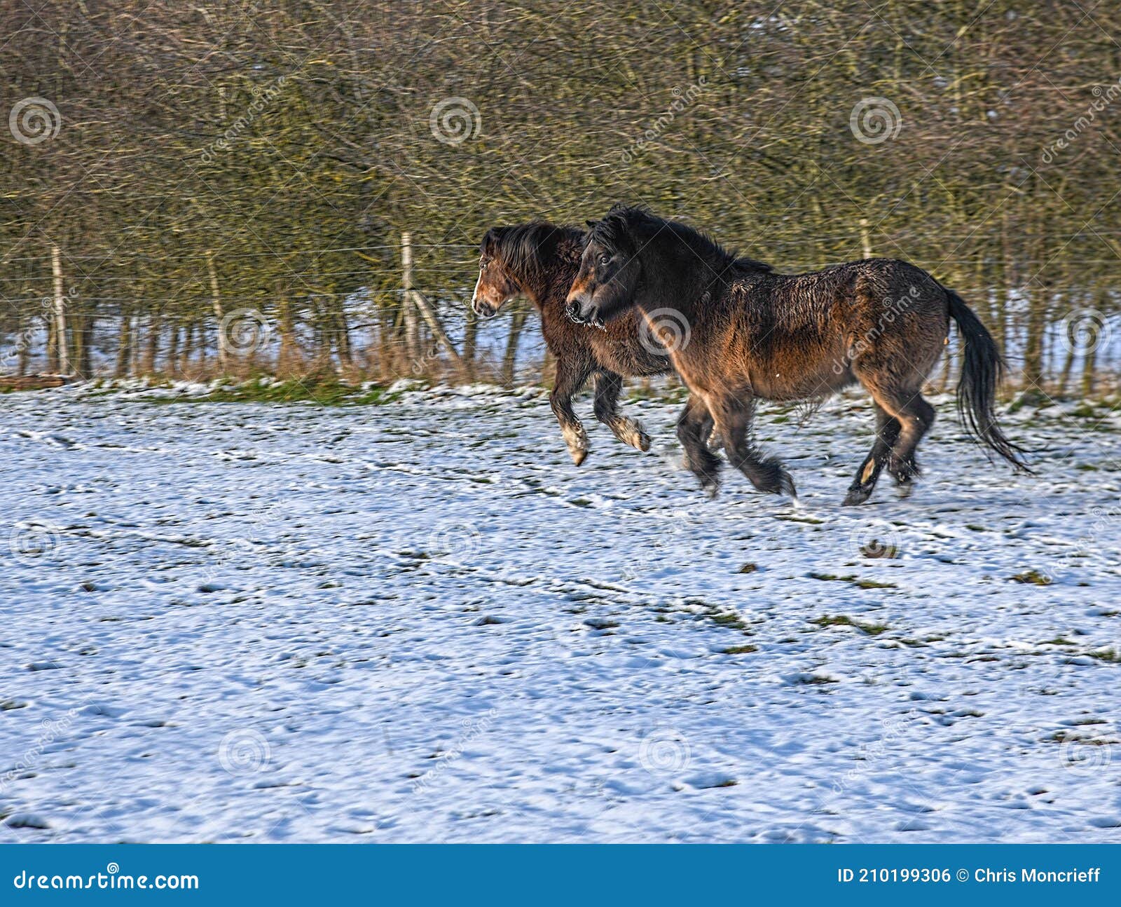 Galloping Ponies in the Snow Stock Photo - Image of ponies ...