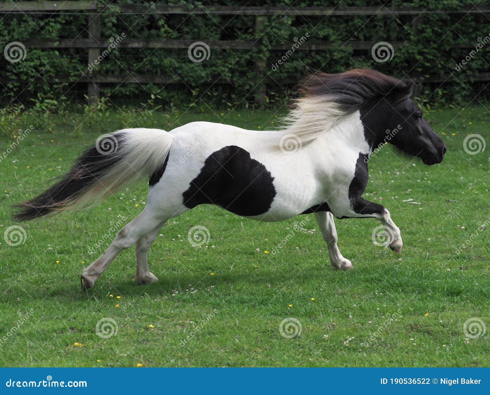 Galloping Pony stock photo. Image of field, running - 190536522