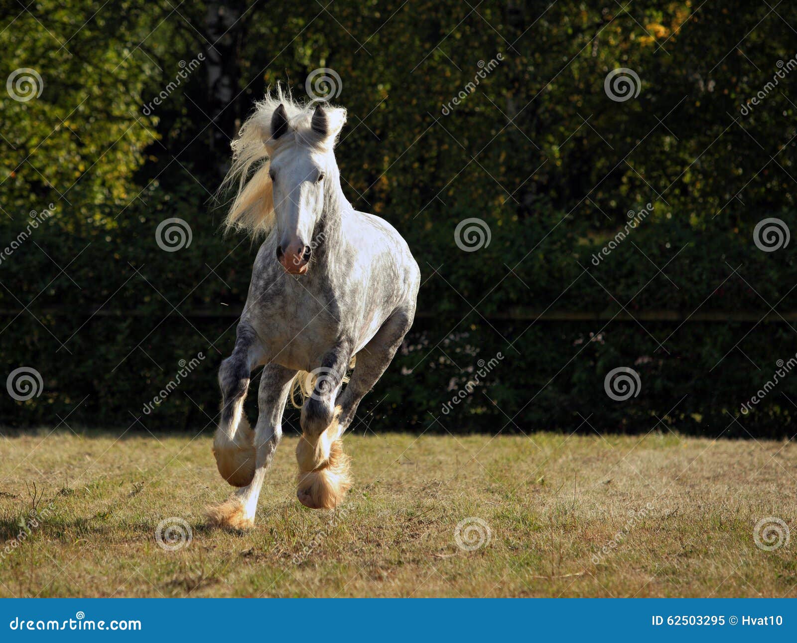 Galloping Shire Draft Horse Stock Image - Image of gallop, autumn: 62503295