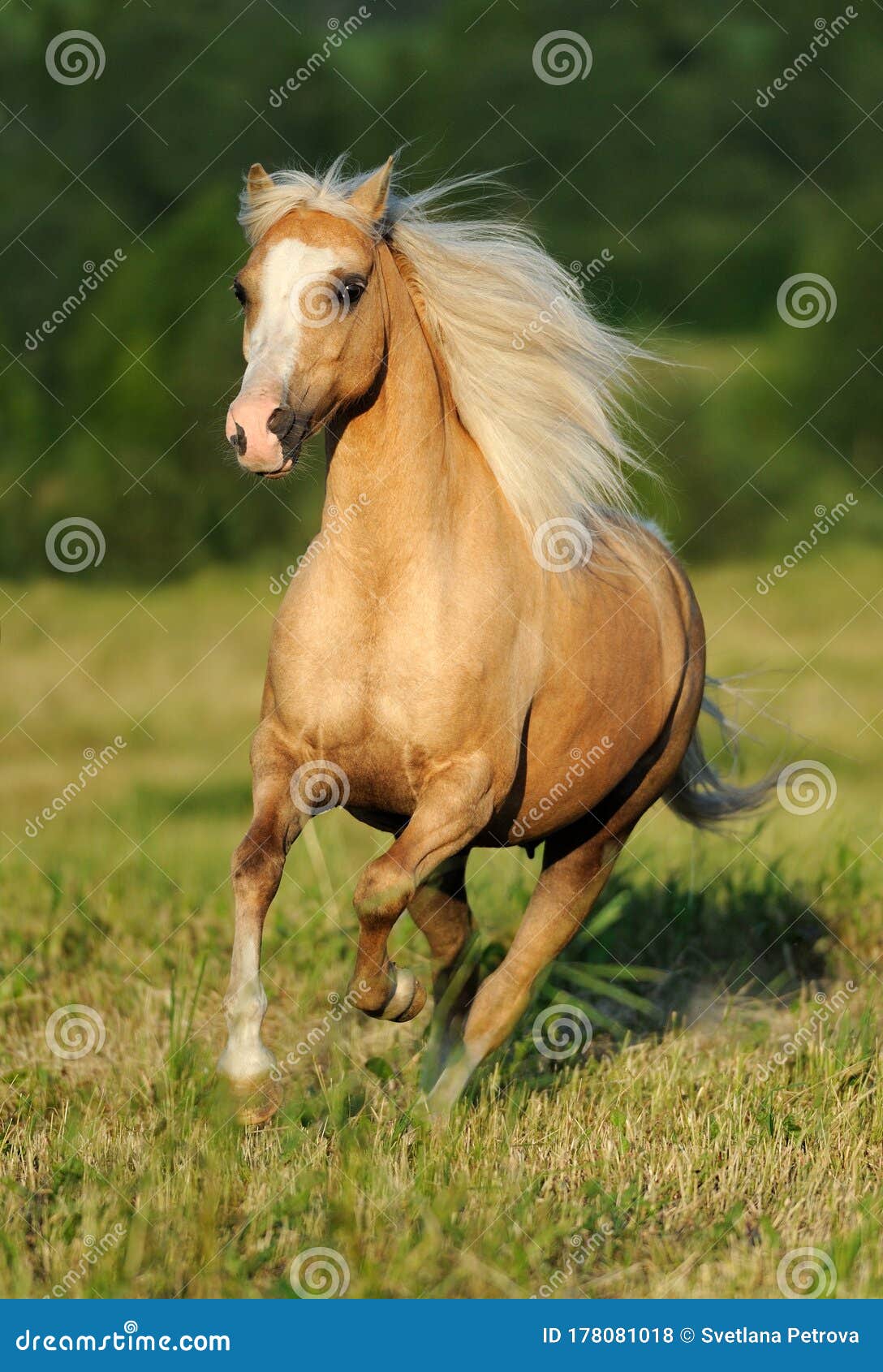 Galloping yellow horse stock photo. Image of mane, landscape - 178081018