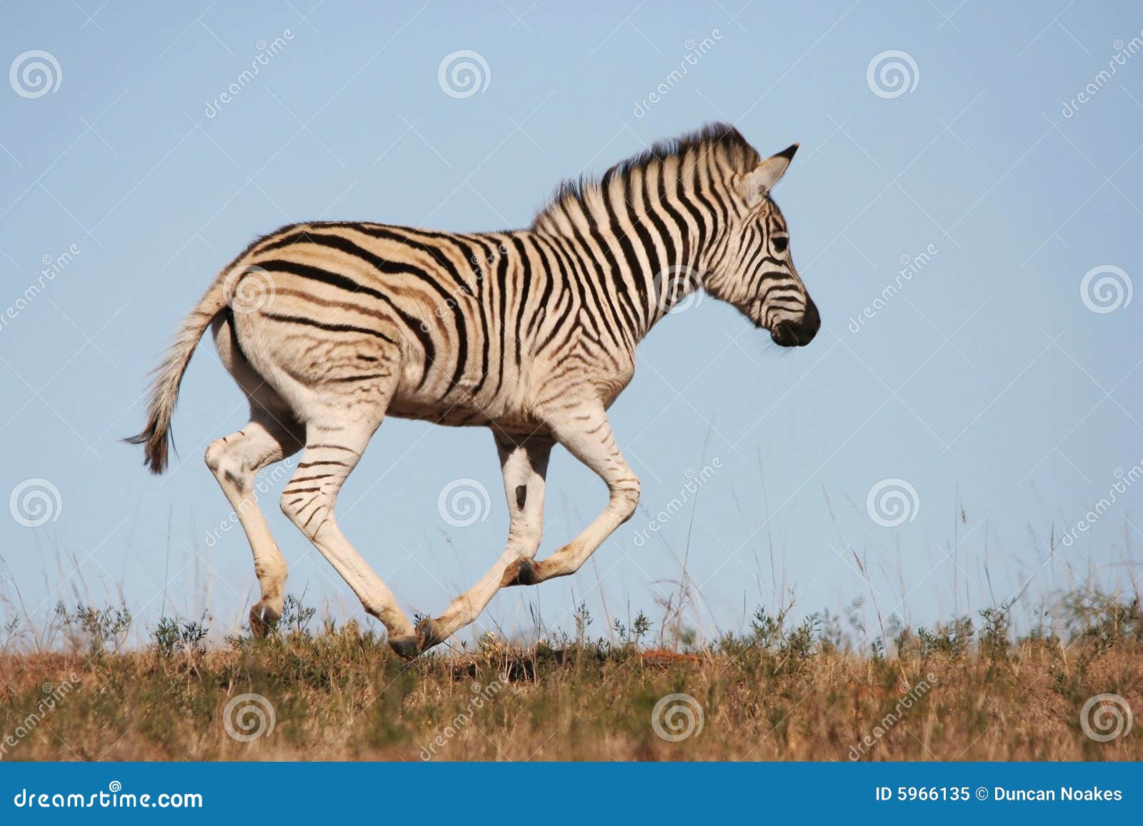 Galloping Zebra stock image. Image of energetic, black - 5966135