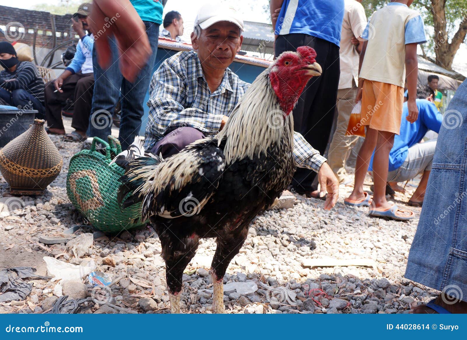 Gallos imagen de archivo editorial. Imagen de java, poultry - 44028614