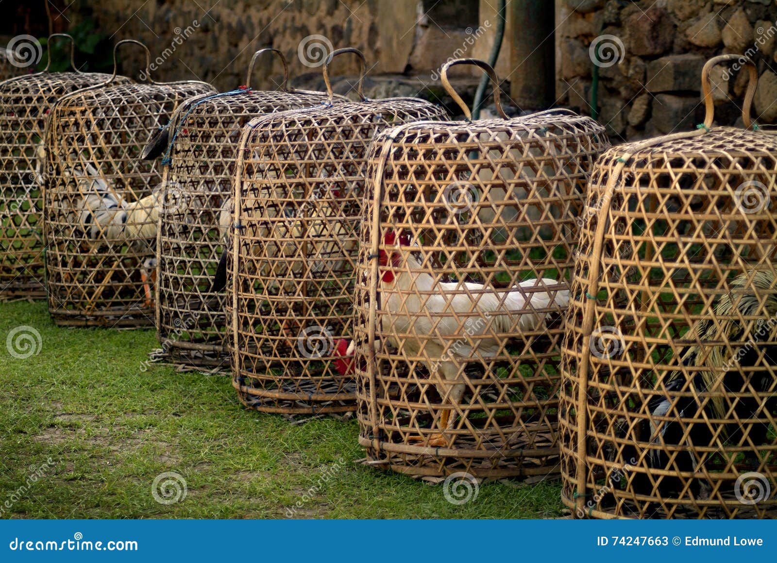 Gallos de Bali imagen de archivo. Imagen de ilegal, tradicional - 74247663