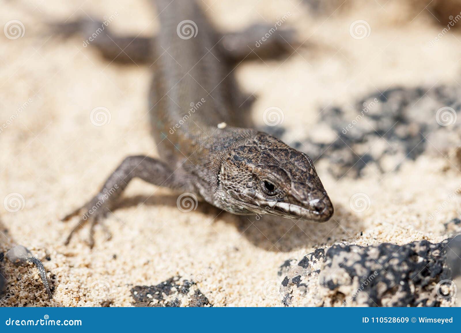Galloti De Gallotia Do Lagarto Imagem de Stock - Imagem de cinzento ...