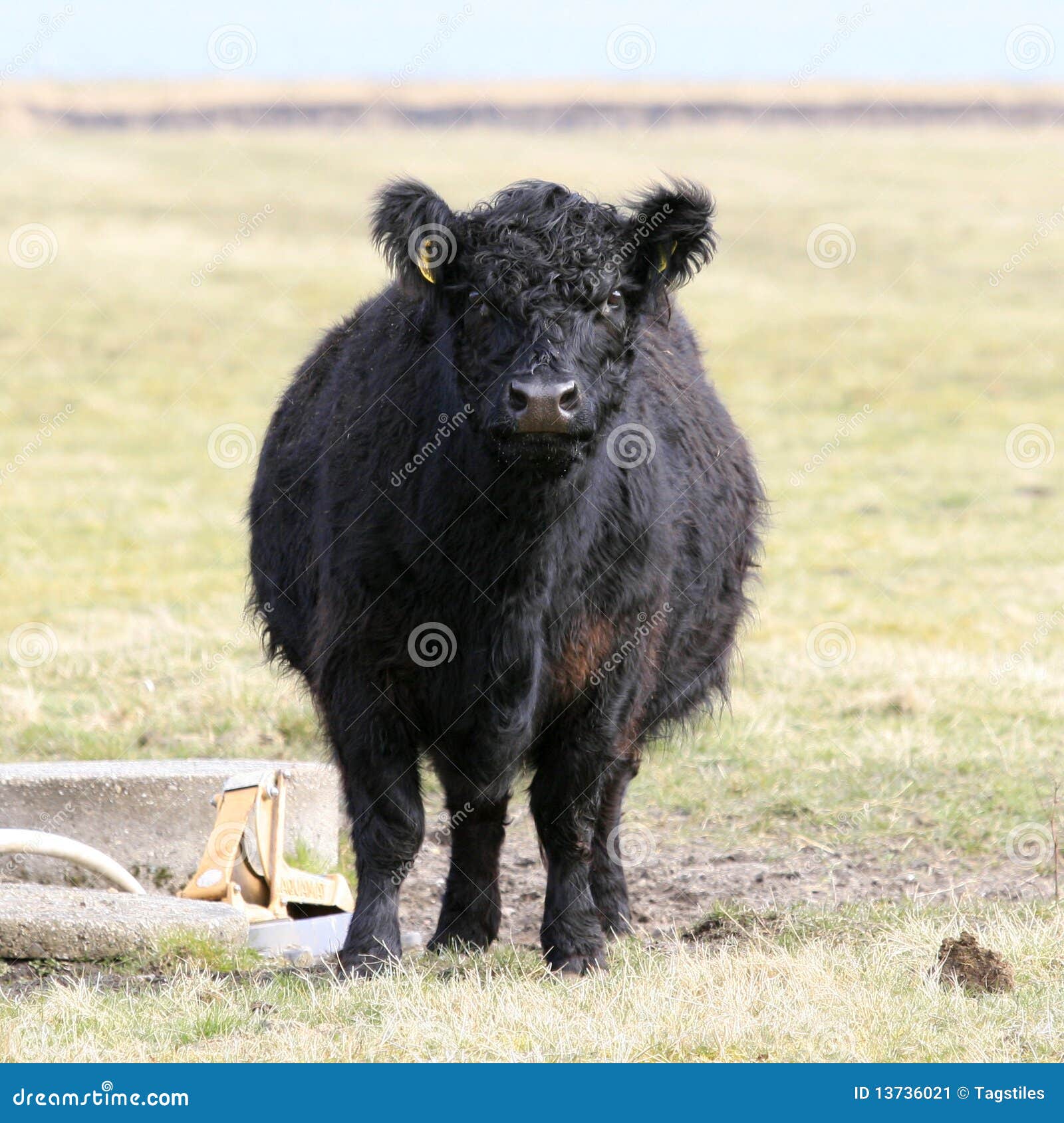 Galloway stock image. Image of danger, angry, agriculture - 13736021