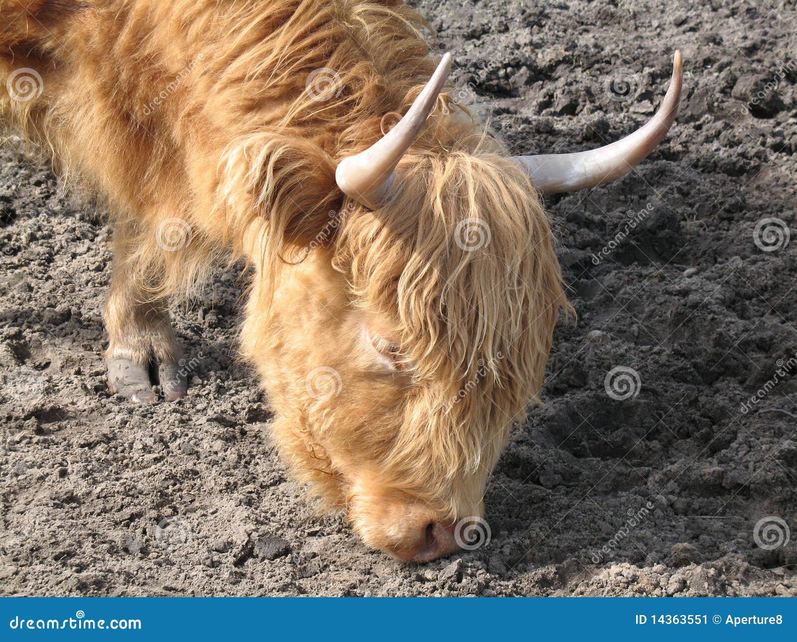 Galloway stock image. Image of daylight, colour, breeding - 14363551