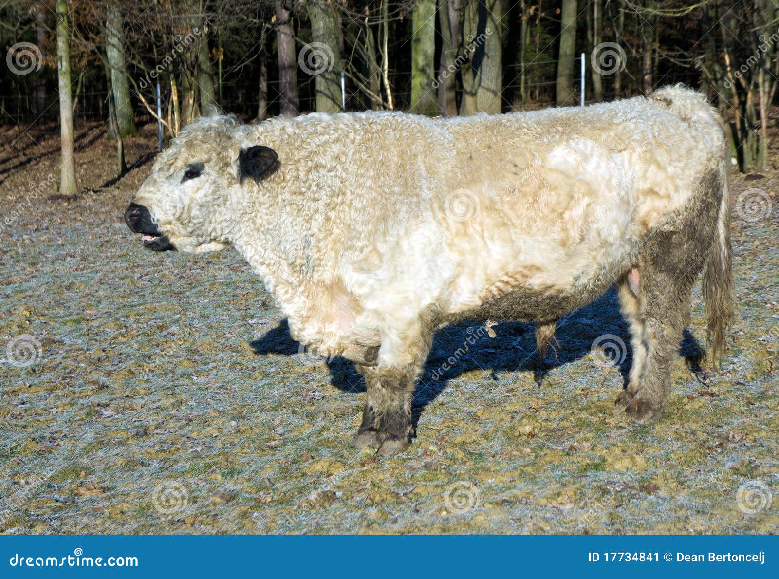 Galloway cattle stock image. Image of frozen, scotland - 17734841