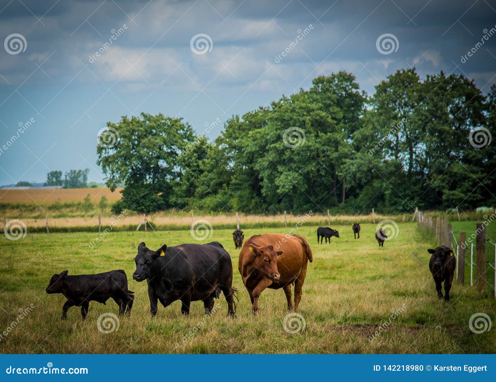 Galloway cattle on a farm stock photo. Image of food - 142218980
