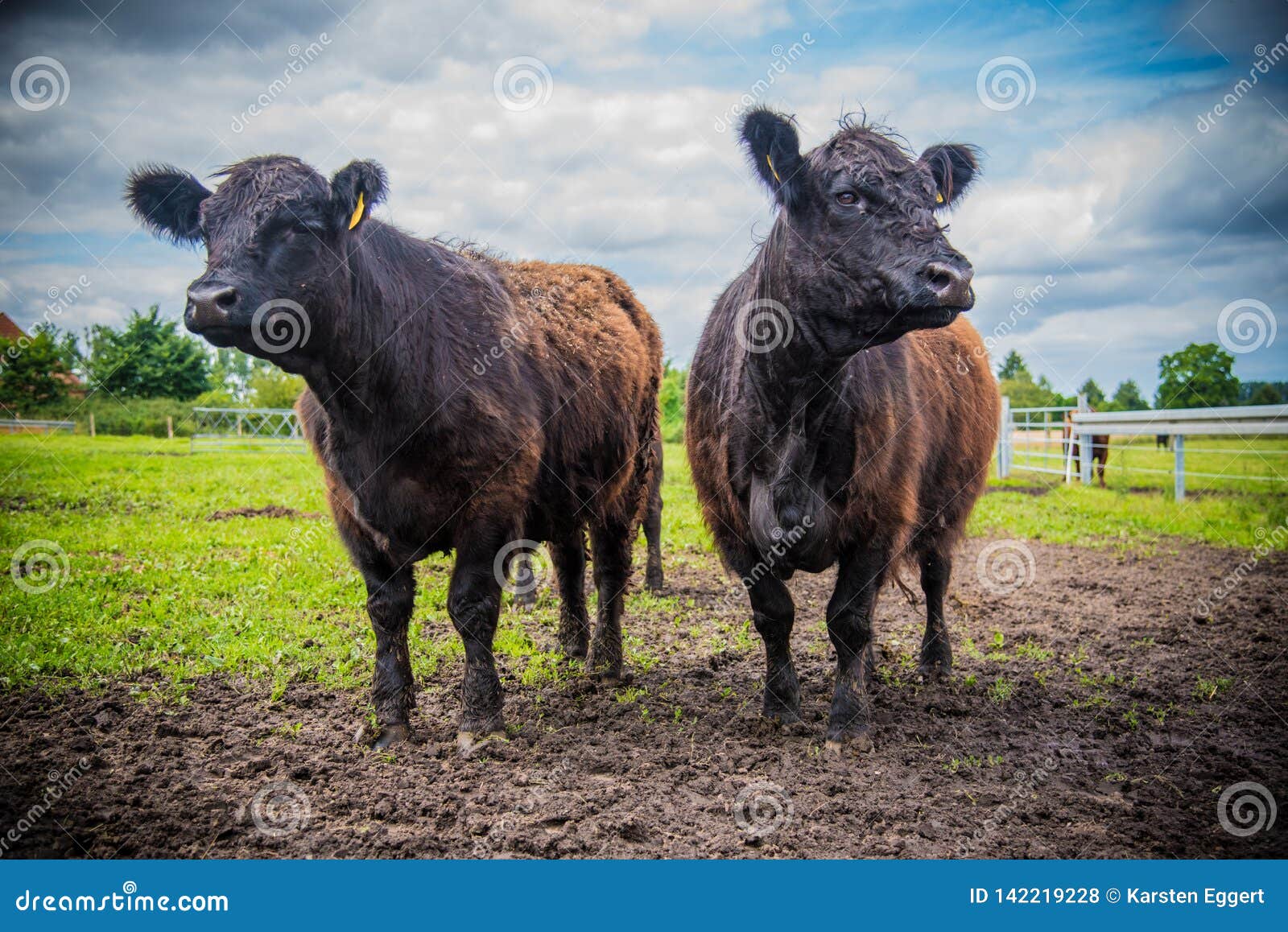 Galloway cattle on a farm stock photo. Image of grass - 142219228