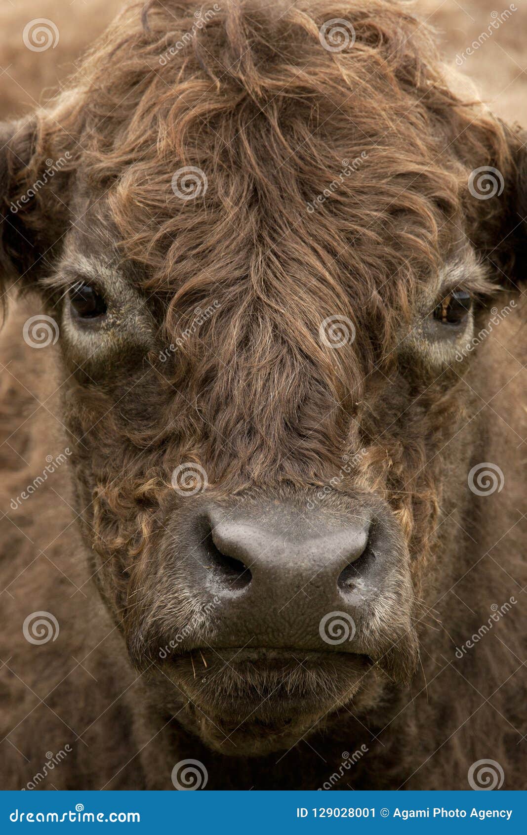 Galloway stock image. Image of europa, closeup, zoogdier - 129028001