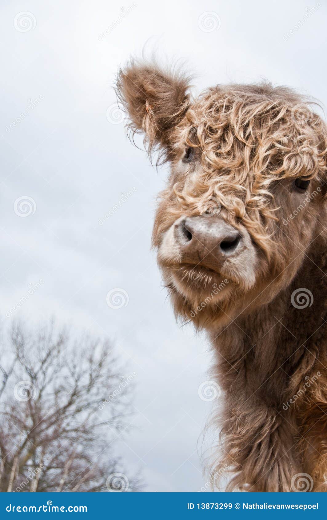 Galloway cow stock image. Image of cattle, brown, europe - 13873299