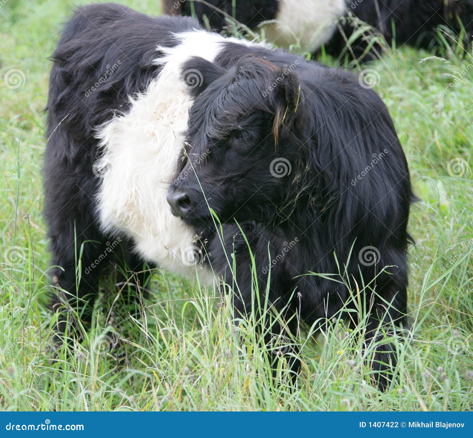 Galloway Cow 2 stock photo. Image of farming, calm, beef - 1407422