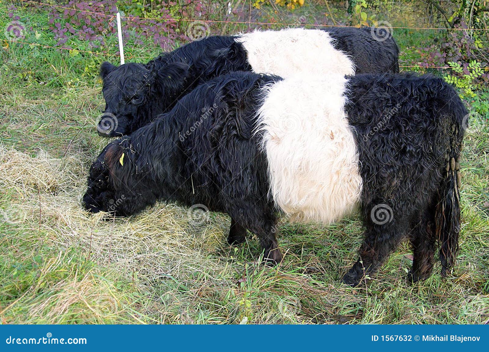 Galloway Cow 5 stock photo. Image of galloway, feeding - 1567632