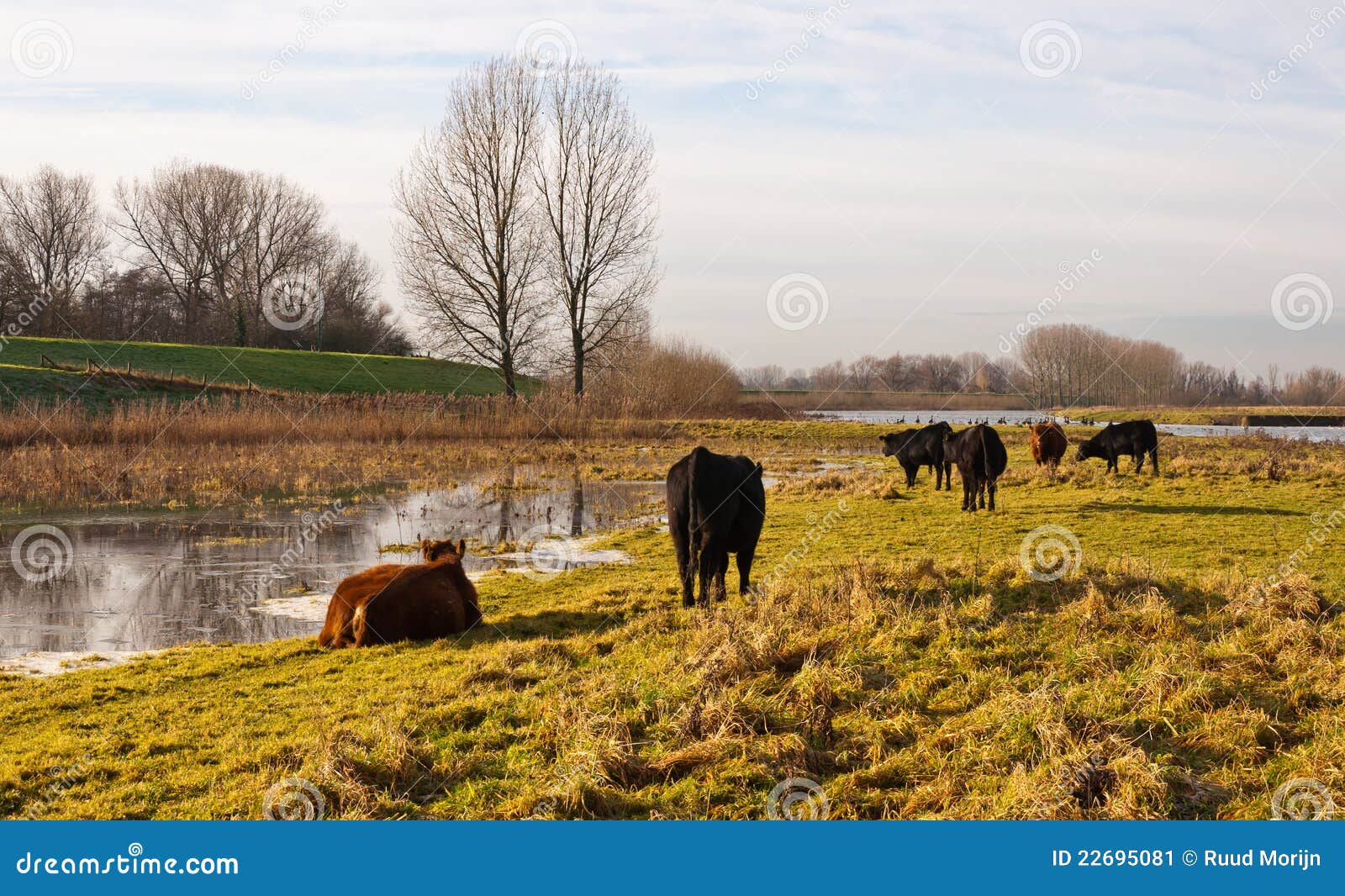 Galloway Cows and Bulls in a Dutch Nature Reserve Stock Image - Image ...