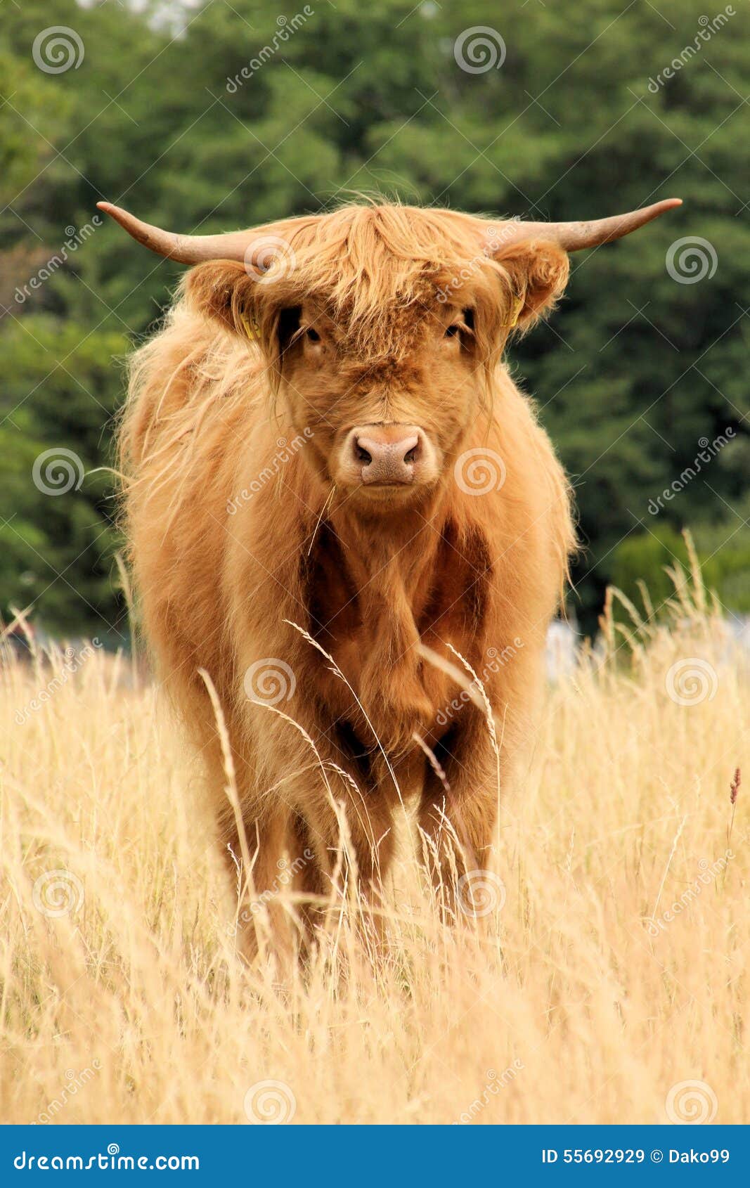 Galloway stock image. Image of land, beef, agriculture - 55692929