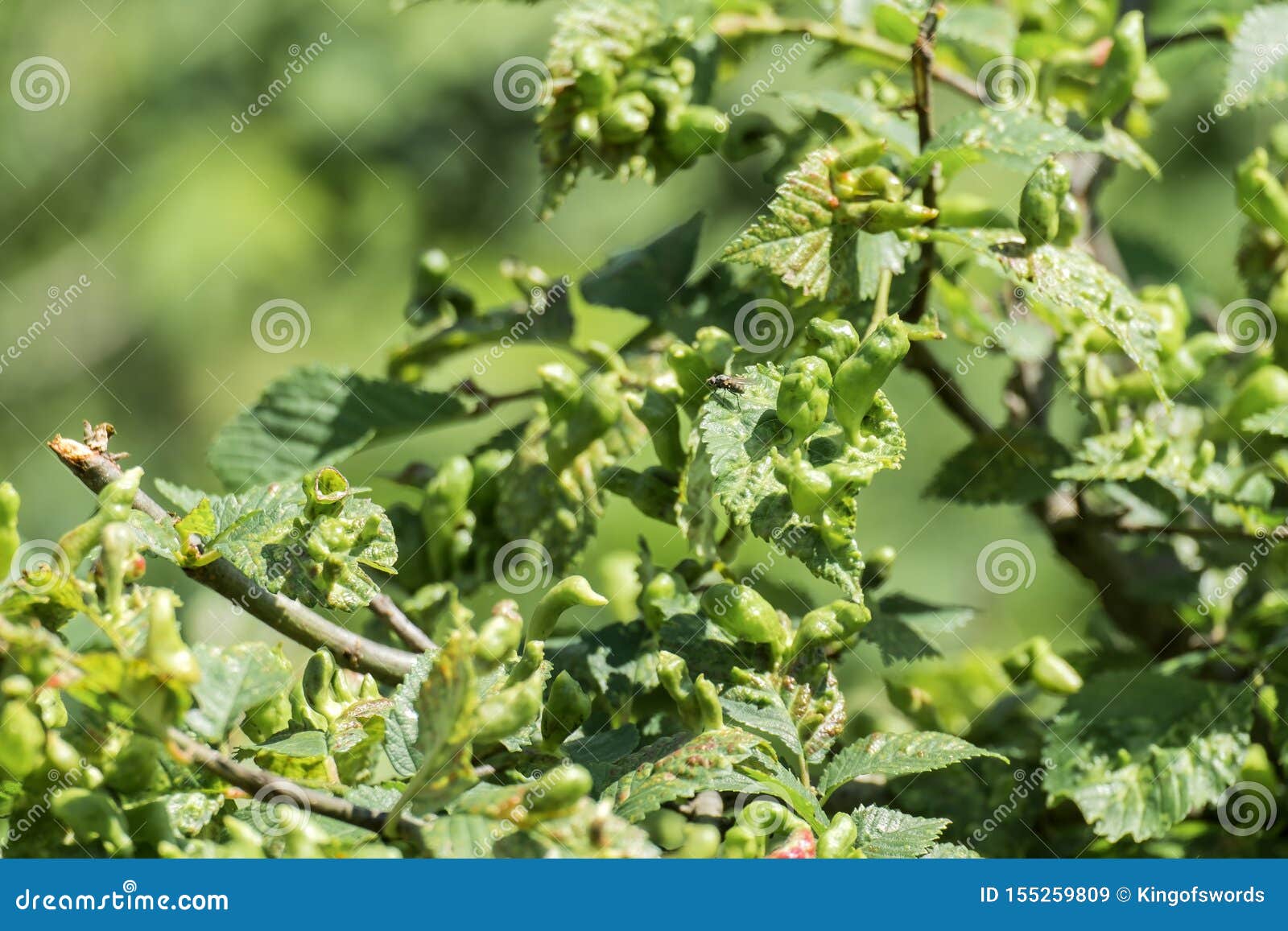 Galls - Formation on Leaves Triggered by Insect Bites - Gall Mites ...