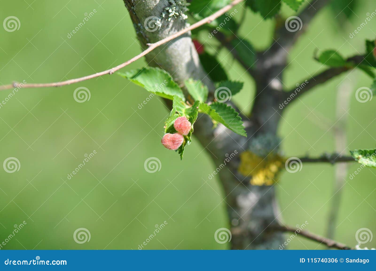 Galls - Formation On Leaves Triggered By Insect Bites - Gall Mites ...