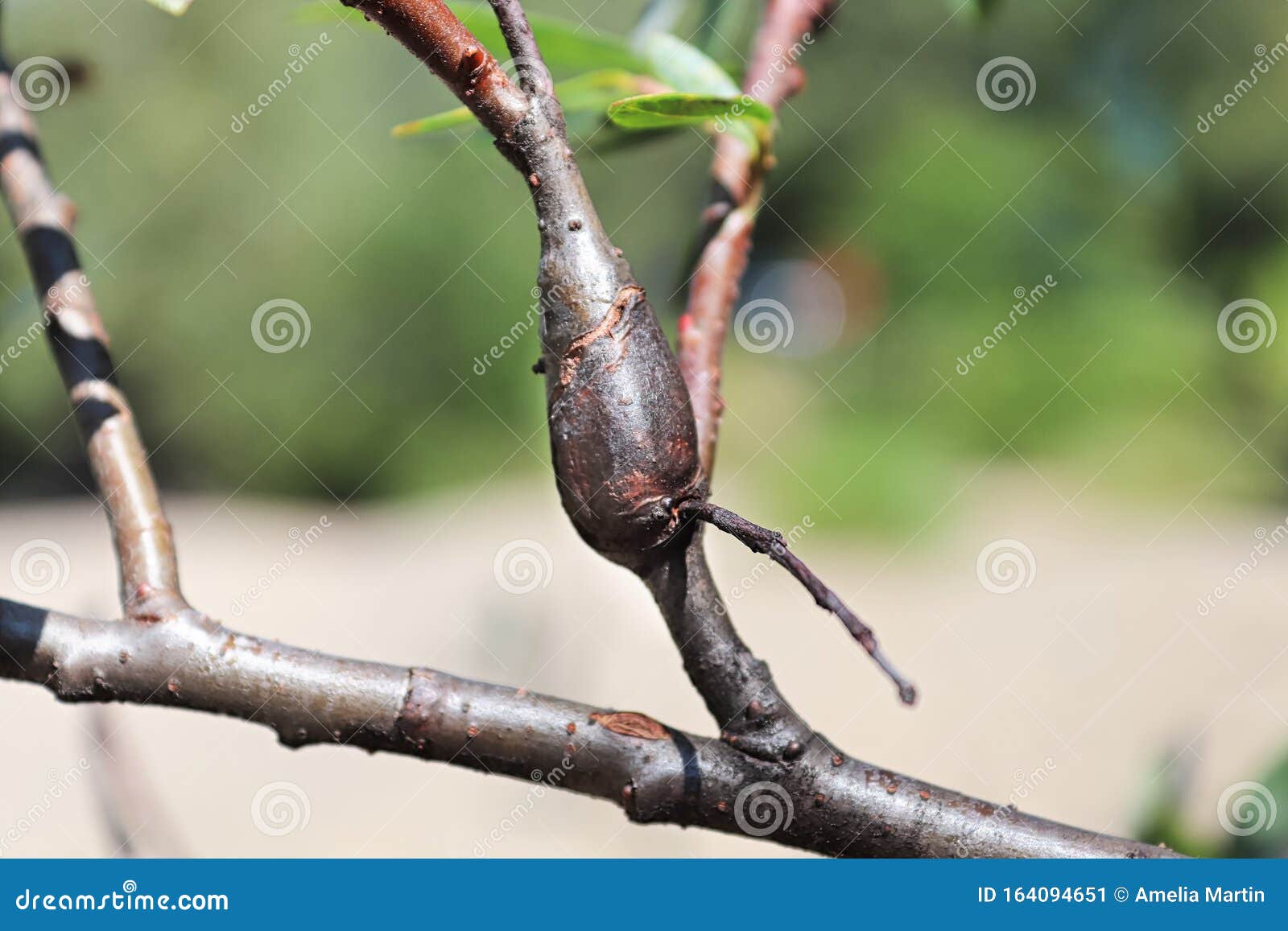 Galls On A Tree Branch Caused By An Insect Stock Image | CartoonDealer ...