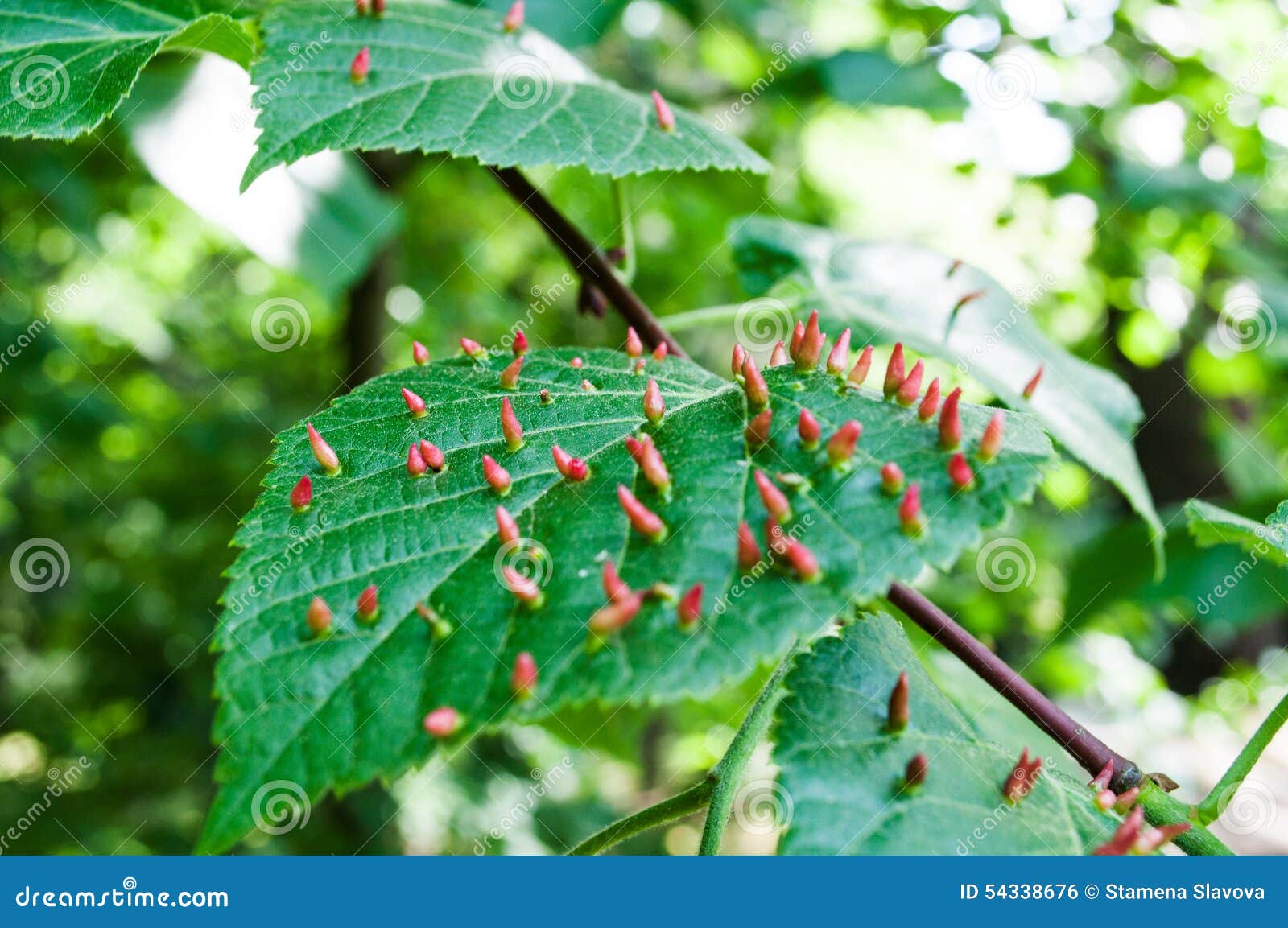 Galls on tree leaves stock photo. Image of nature, eriophyes - 54338676