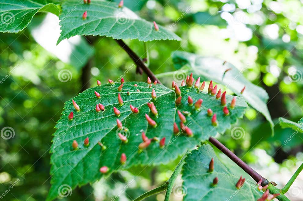 Galls on tree leaves stock photo. Image of nature, eriophyes - 54338676