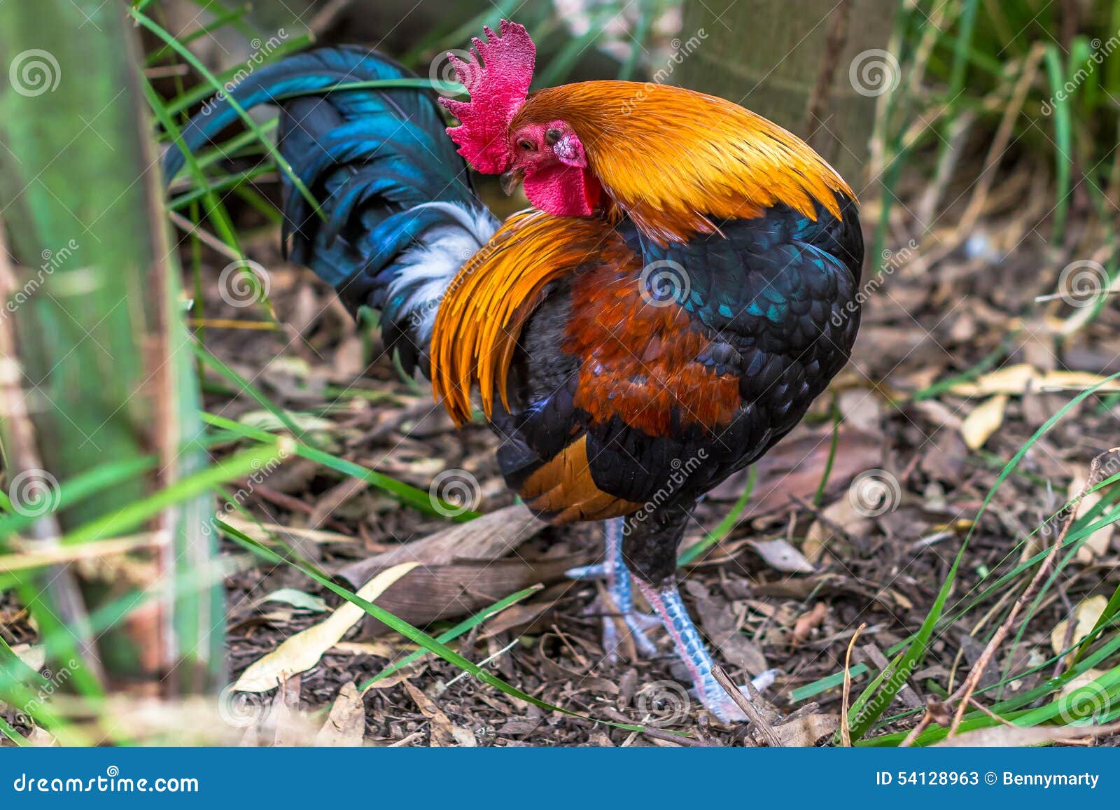 Gallus stock image. Image of standing, gallus, rooster - 54128963