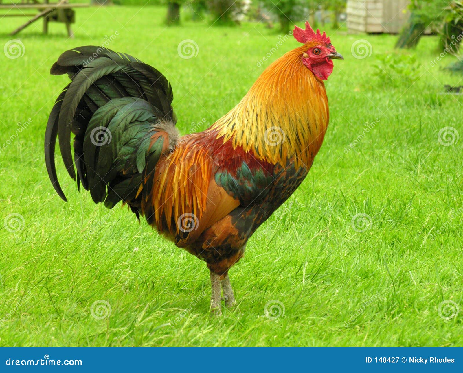 Galo imagem de stock. Imagem de escala, galo, dominante - 140427