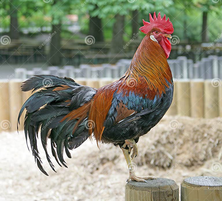 Galo 2 imagem de stock. Imagem de espécie, garra, cauda - 2640885
