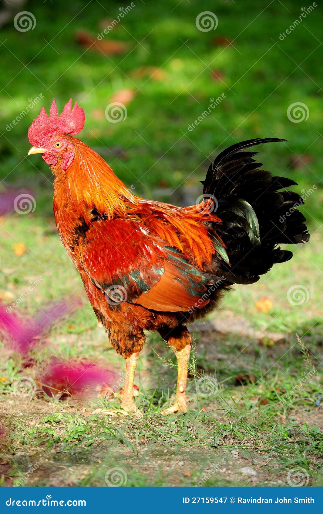 Galo imagem de stock. Imagem de galo, animal, galinha - 27159547