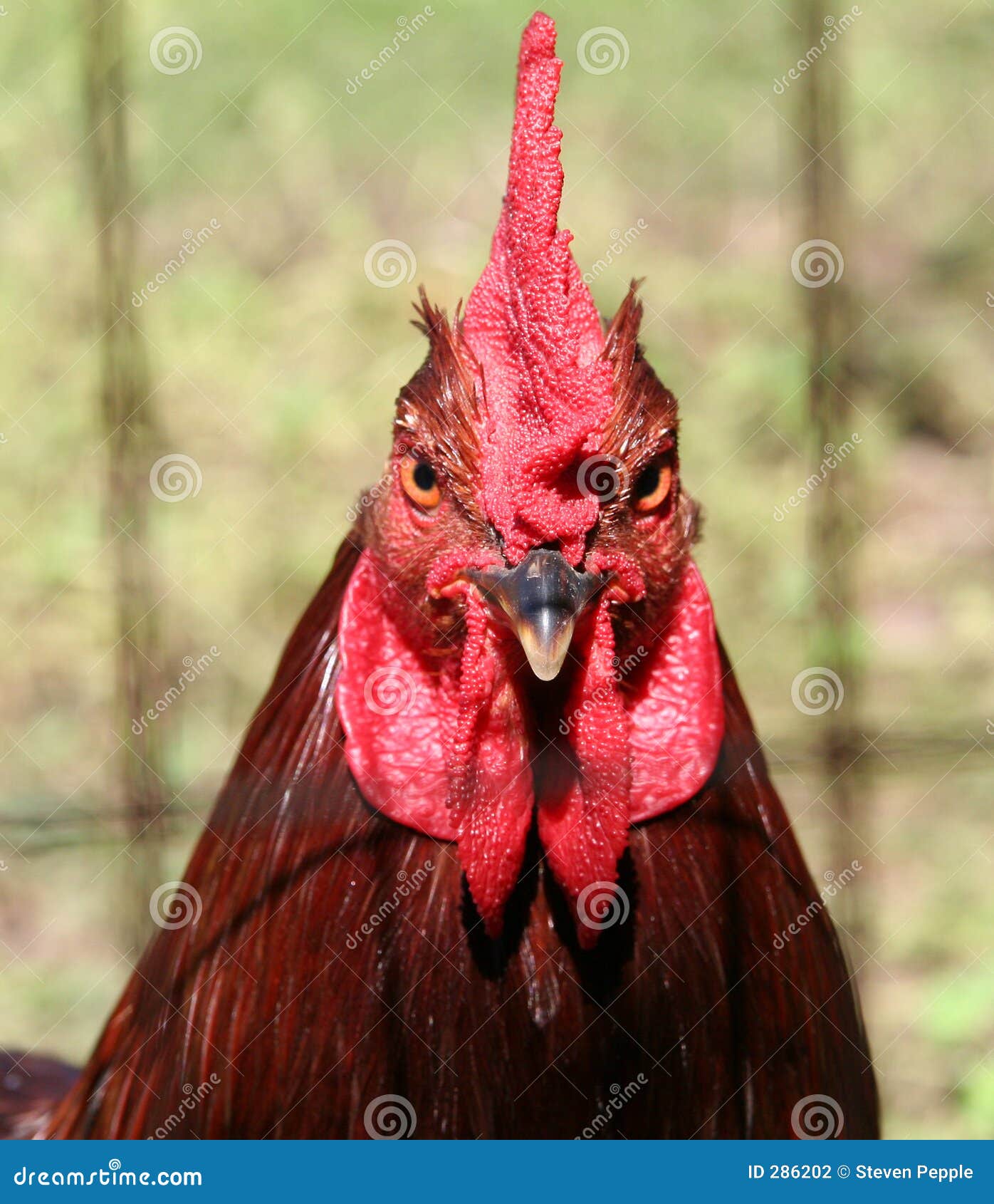 Galo foto de stock. Imagem de fazenda, galinhas, agricultura - 286202