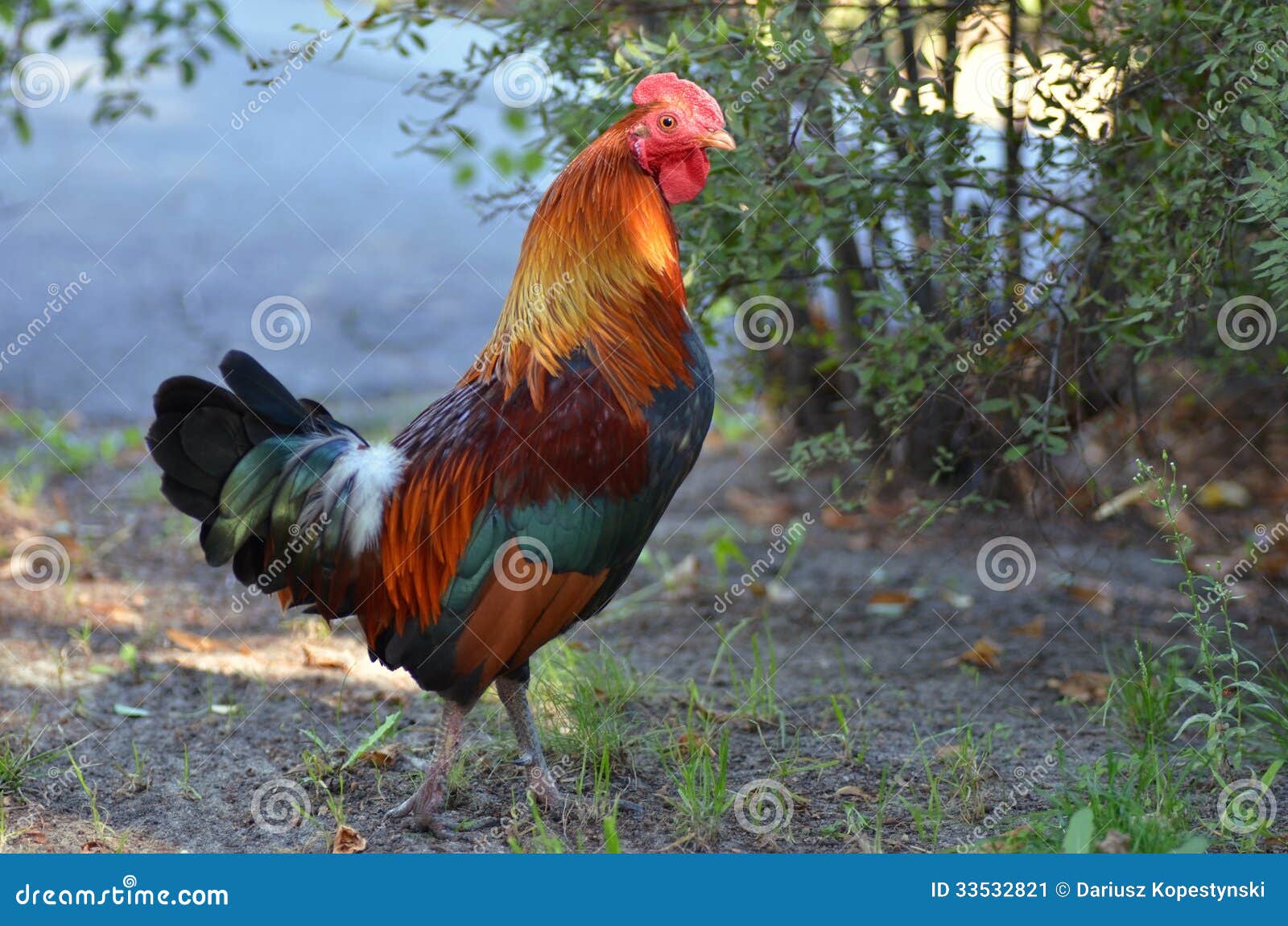 Galo imagem de stock. Imagem de estar, cultivar, pena - 33532821